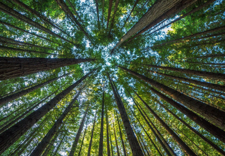 Up-Goer Five and the Ten-Hundred Most Common Words • The Habit